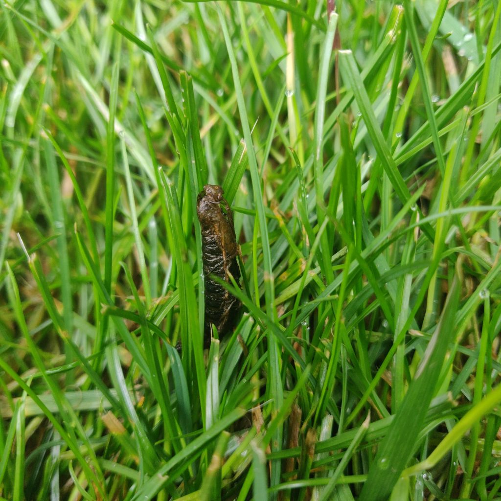 Chafer Grub and Leatherjacket management in domestic lawns. - Shrekfeet ...