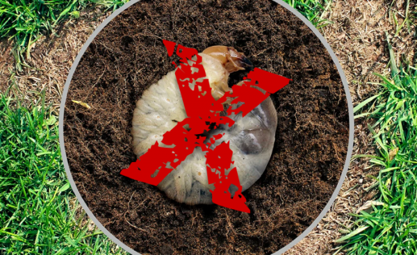 Controlling Leather Jackets and Chafer Grubs in Lawns - Shrekfeet ...