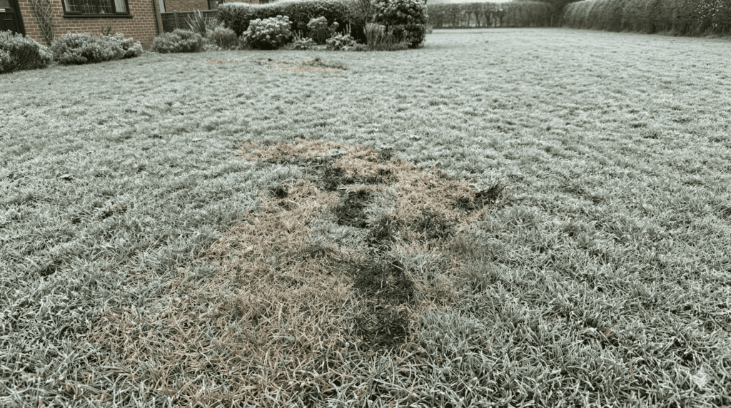Frost Damage. What is it - and why does it matter? - Shrekfeet ...